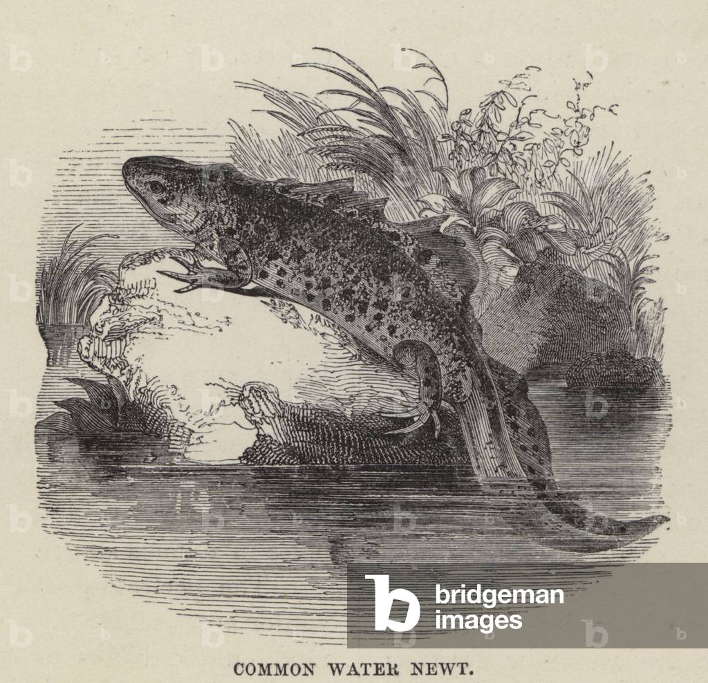 Image of Common Water Newt (engraving) by Specht, Friedrich (1839-1907)