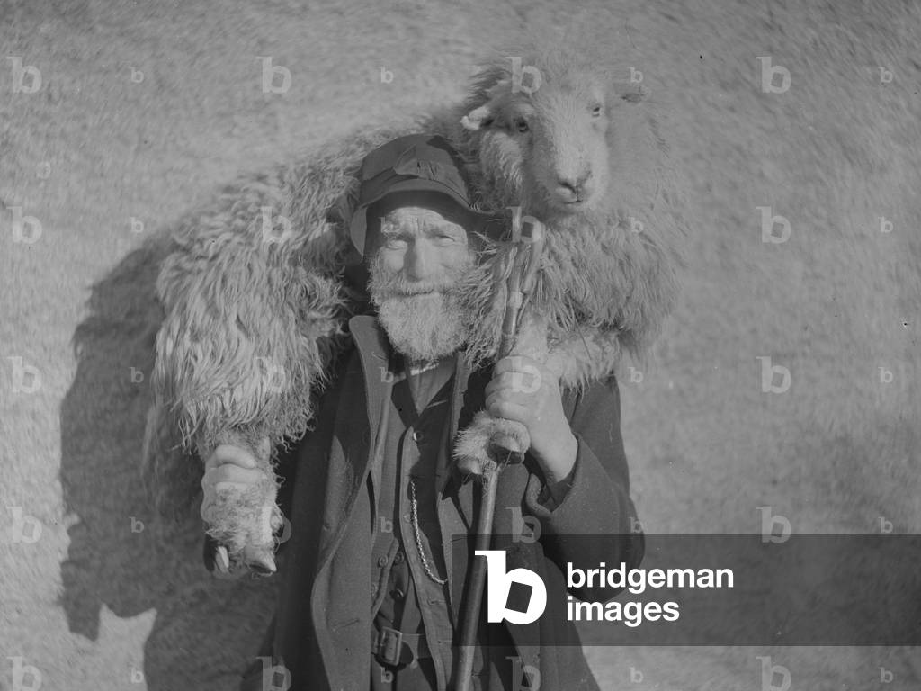 Image of Isaac Cookson, the Mardale Shepherd with sheep on shoulders ...