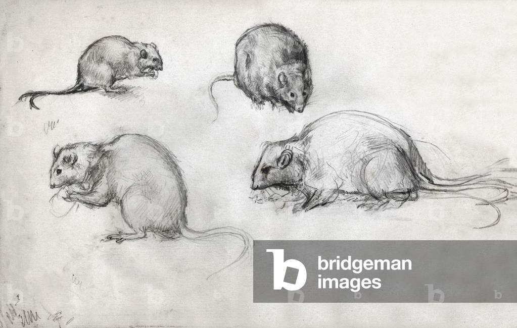 Image of Studies of rats, circa 1870 (drawing) by Bachereau-Reverchon ...
