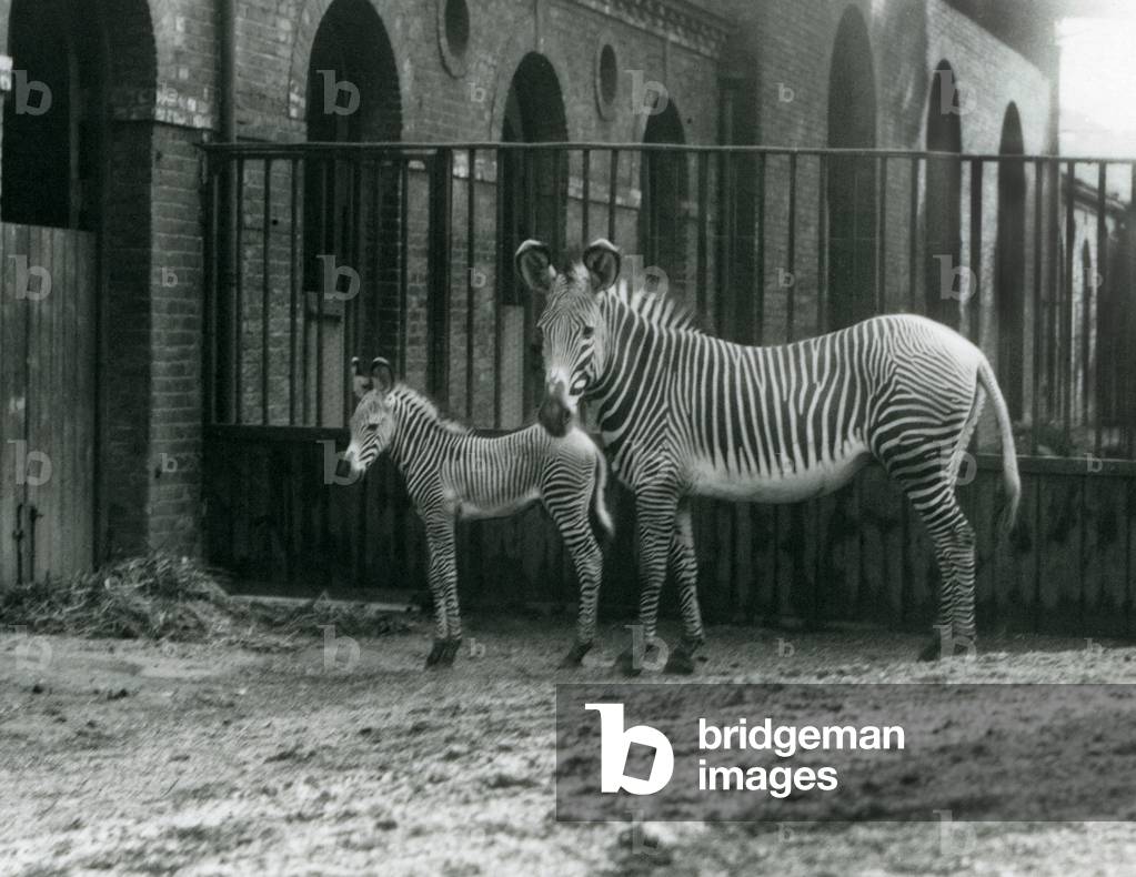 Image of An Endangered Grevy's/Imperial Zebra, standing with her 4 day ...