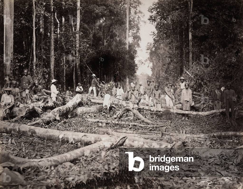 Image of The cutting down of trees in the jungle of Penang,