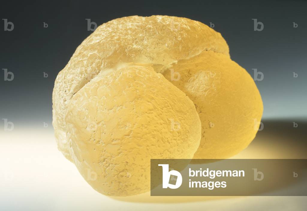Image of Model of pine pollen