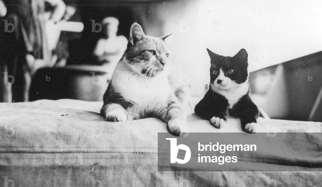 Image of HMS Hood's Pet Cats, 1937 (b/w photo)