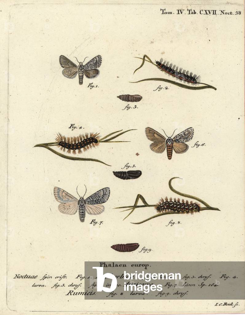 Image of Sweet gale moth, Acronicta euphorbiae 1-5, scarce dagger ...