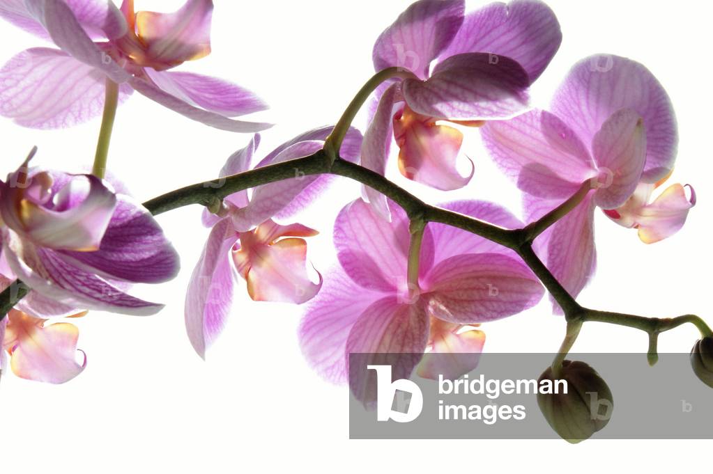 Image of Flutter Flutter butterflies (photo) by sojung, lim