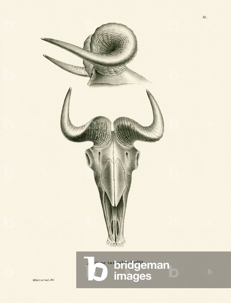 Image of takin skull (coloured engraving) by German School, (19th century)