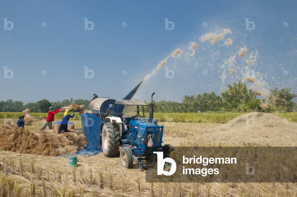 Image of Thailand: A modern threshing machine and its Tai Dam (Black
