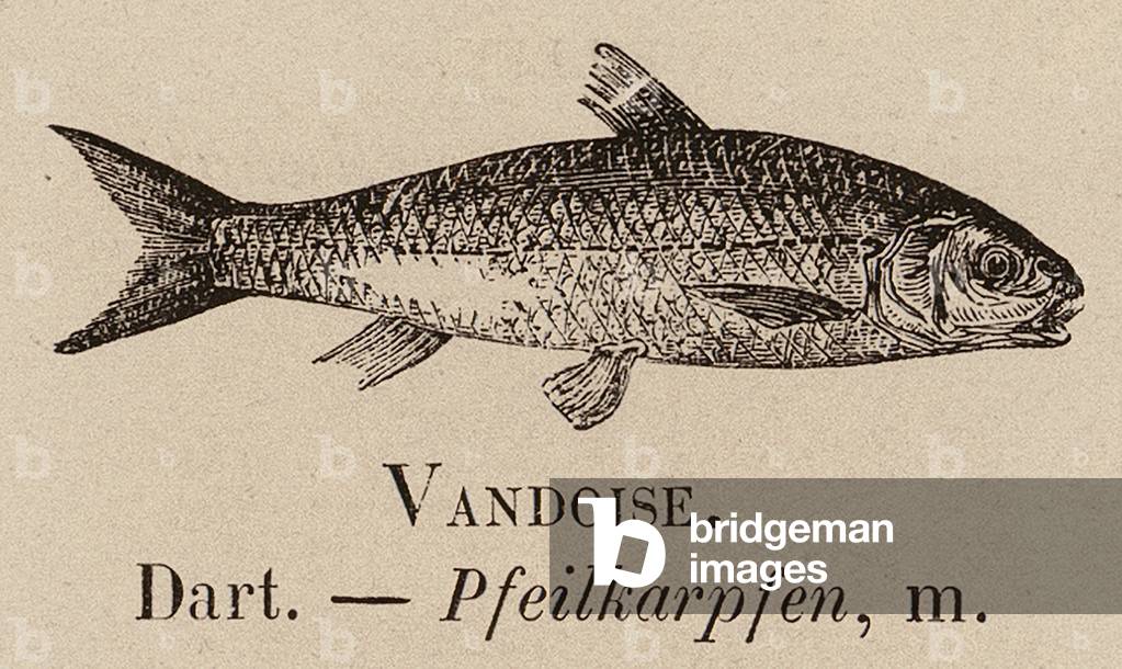 Le Vocabulaire Illustre: Vandoise; Dart; Pfeilkarpfen (engraving)