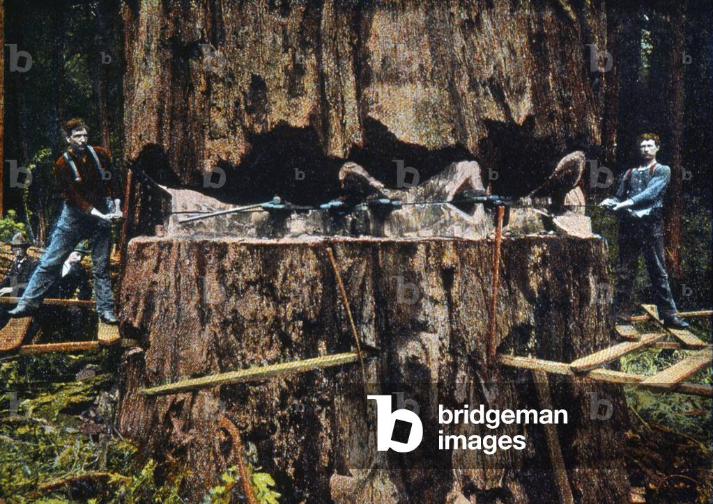 Image of Cutting down a giant redwood tree, California, USA, c.1910 ...