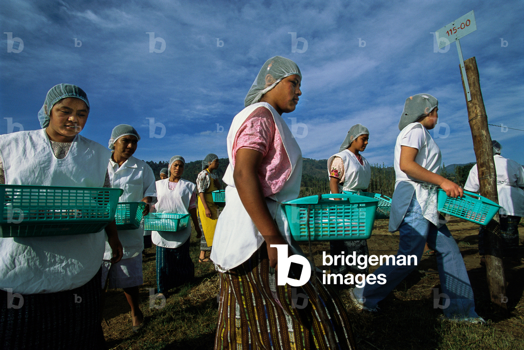 Image of Guatemalan Raspberry Pickers, 2002 (photo) by Kasmauski, Karen
