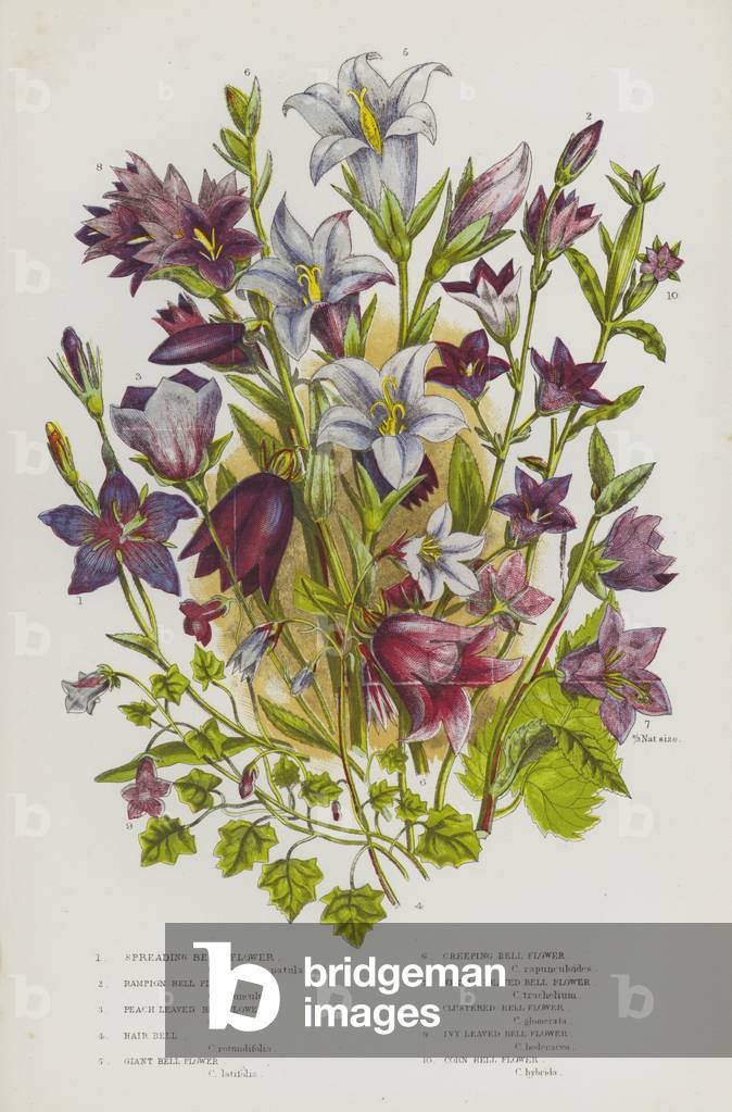Image of The Flowering Plants of Great Britain, c.1880 (litho) by ...