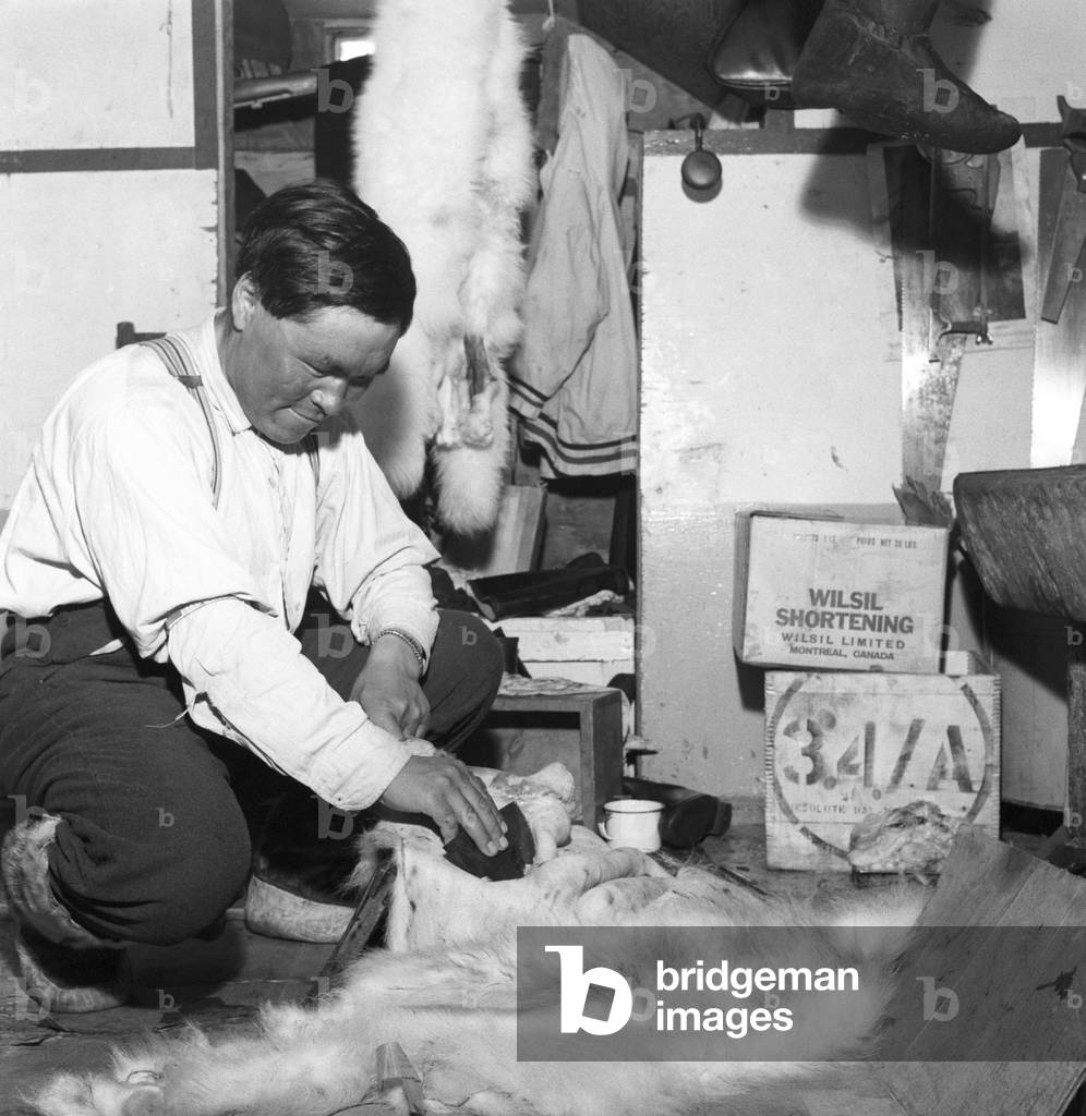 Image of Inuit man checking a fox skin , Resolute , Canada