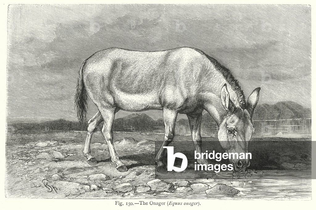 Image of The Onager (Equus Onager) (engraving) by Specht, Friedrich ...