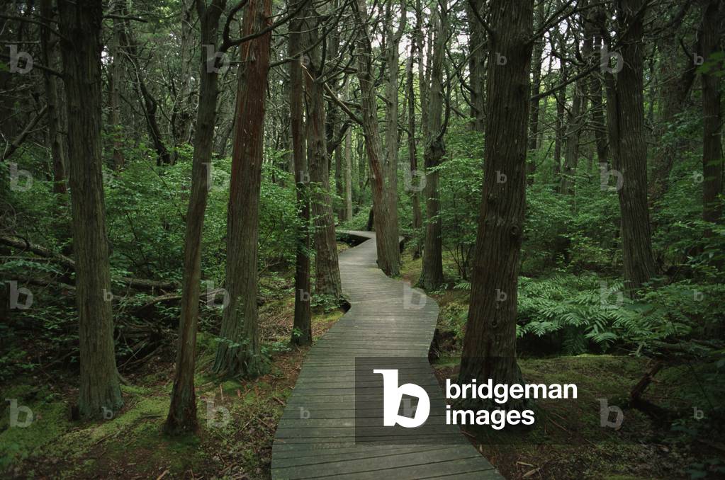 Image of USA, Massachusetts, Atlantic White Cedar Swamp nature Trail ...