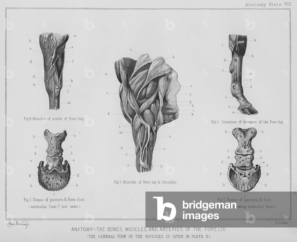 Image of Anatomy, the bones, muscles, and arteries of the fore leg by ...