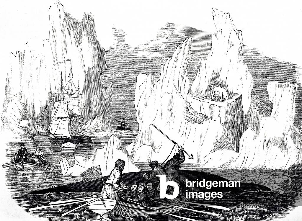 Image of An engraving depicting the harpooning of a whale in the
