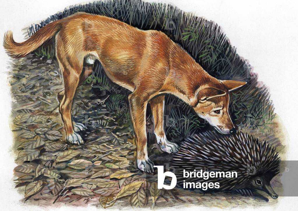 Image of Echidna (Tachyglossidae family) rolled up to defend itself ...