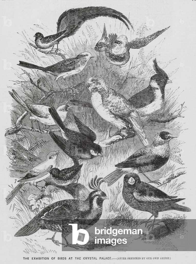 Image of Exhibition of birds at the Crystal Palace, London (engraving ...