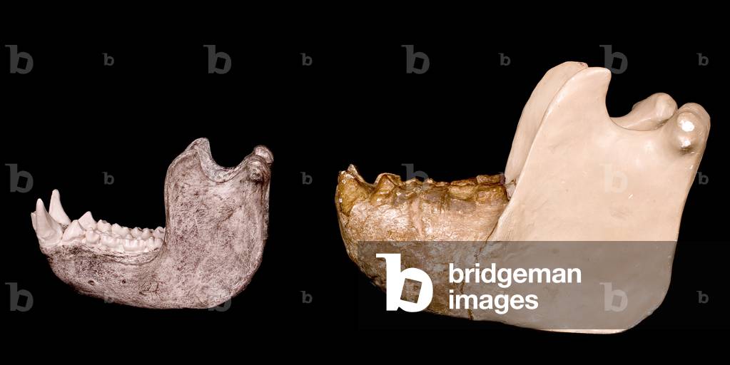 Gigantopithecus model jaw