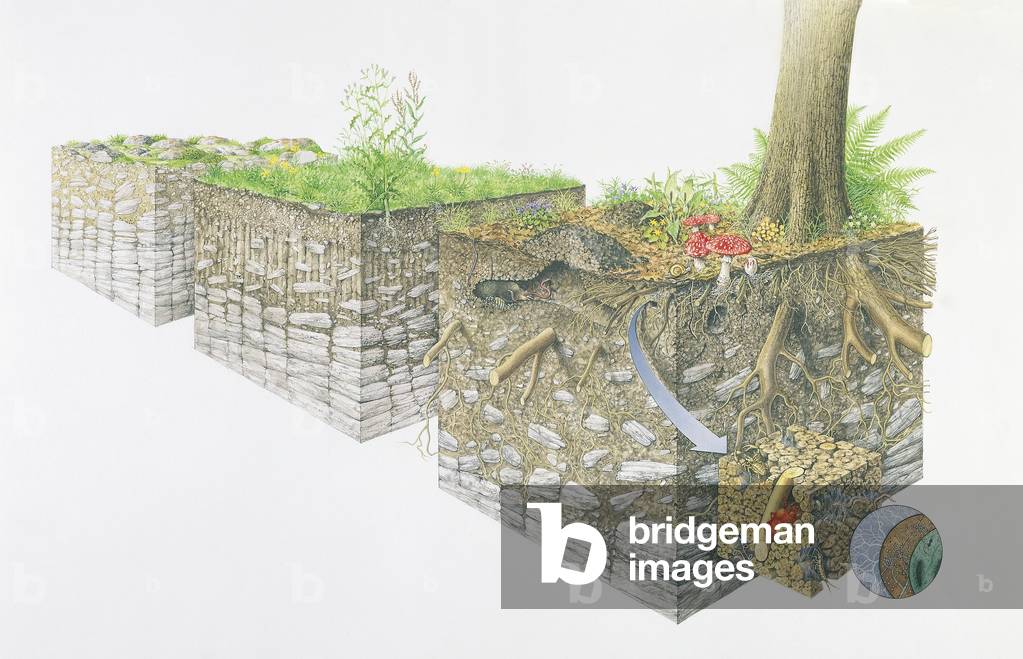 Image of Cross section of terrain types, drawing (photo)