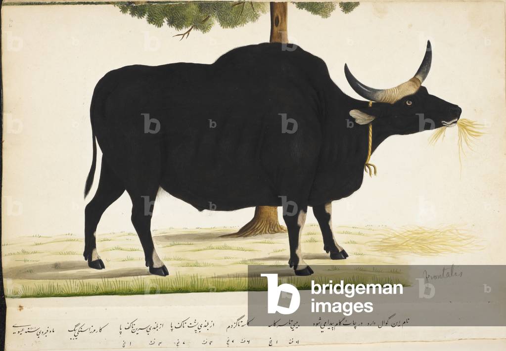 Image of Gayal 'Bos frontalis'