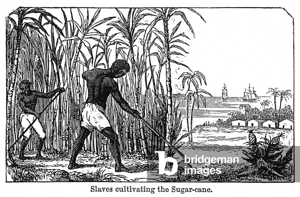 Sugar Cane Field Slaves