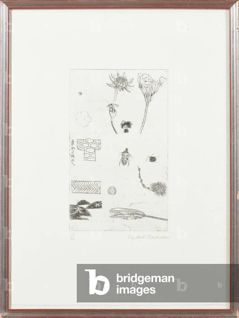 Image of Flowerhead and Insects (etching) by Blackadder, Dame Elizabeth ...