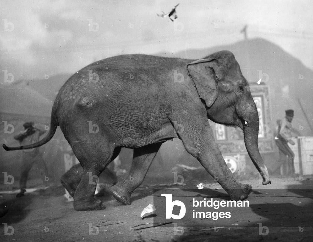 Image of MINNIE THE ELEPHANT, 1920s Minnie, Universal Pictures ...