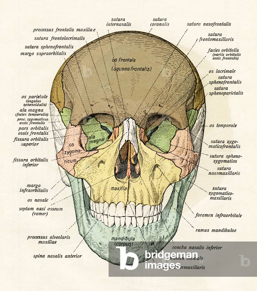 Vista Frontale Del Cranio Reale