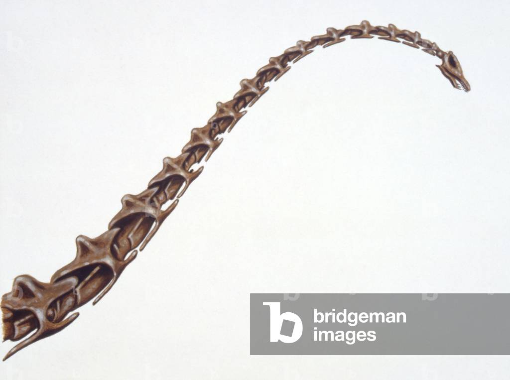 Image of Illustration of Skeleton of Diplodocus (neck and head) (photo)