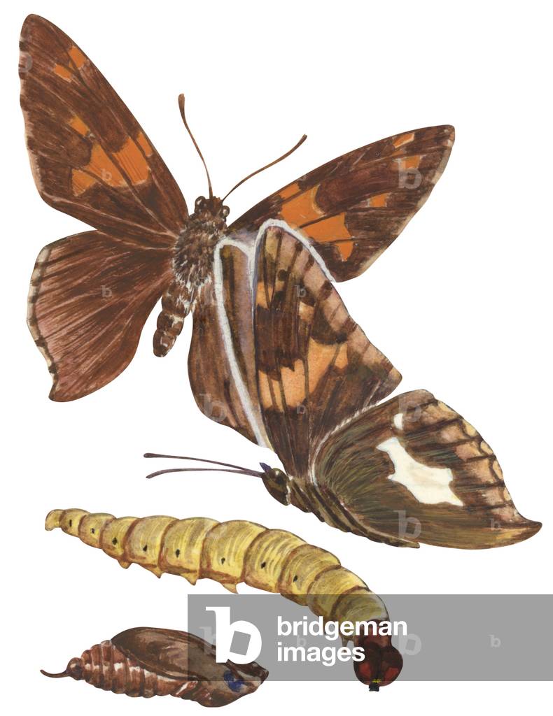 Silver Spotted Skipper Butterfly Sketches