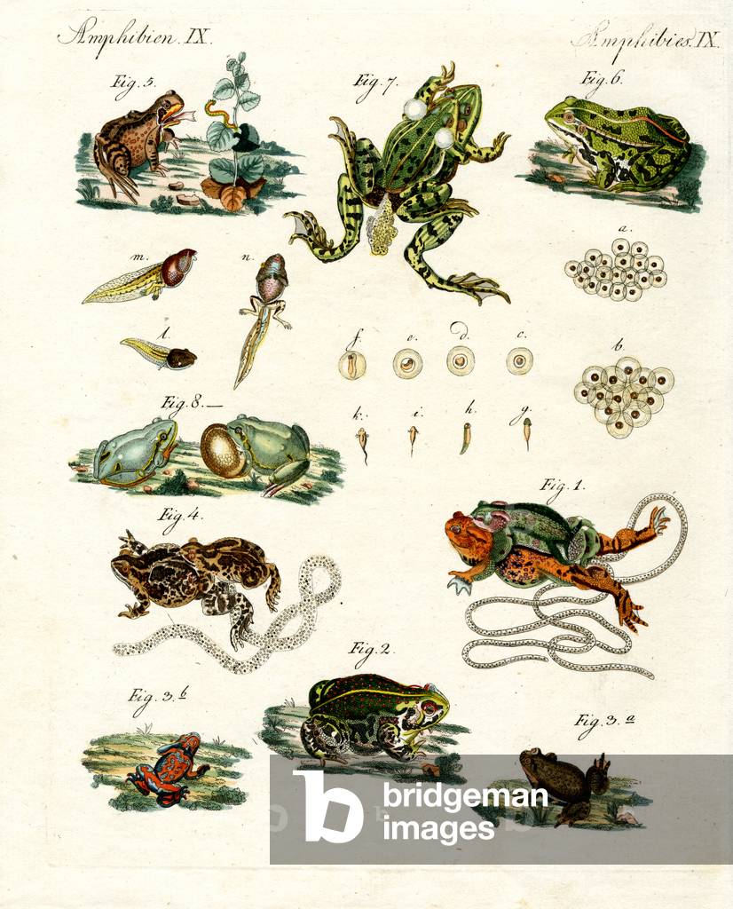 Image of Indigenous frogs and toads (coloured engraving) by German ...
