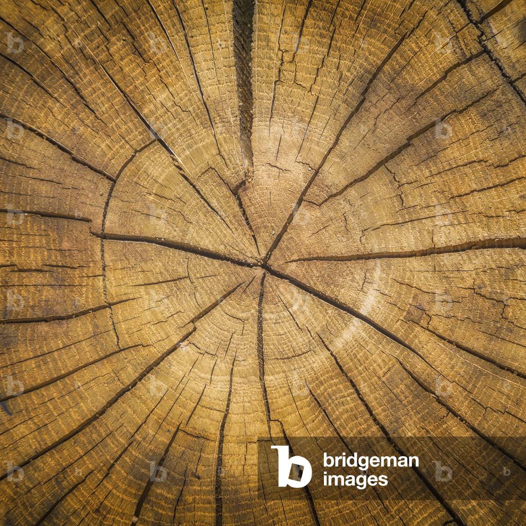 Image of Sawn log showing growth rings, Dendrochronology (photo)