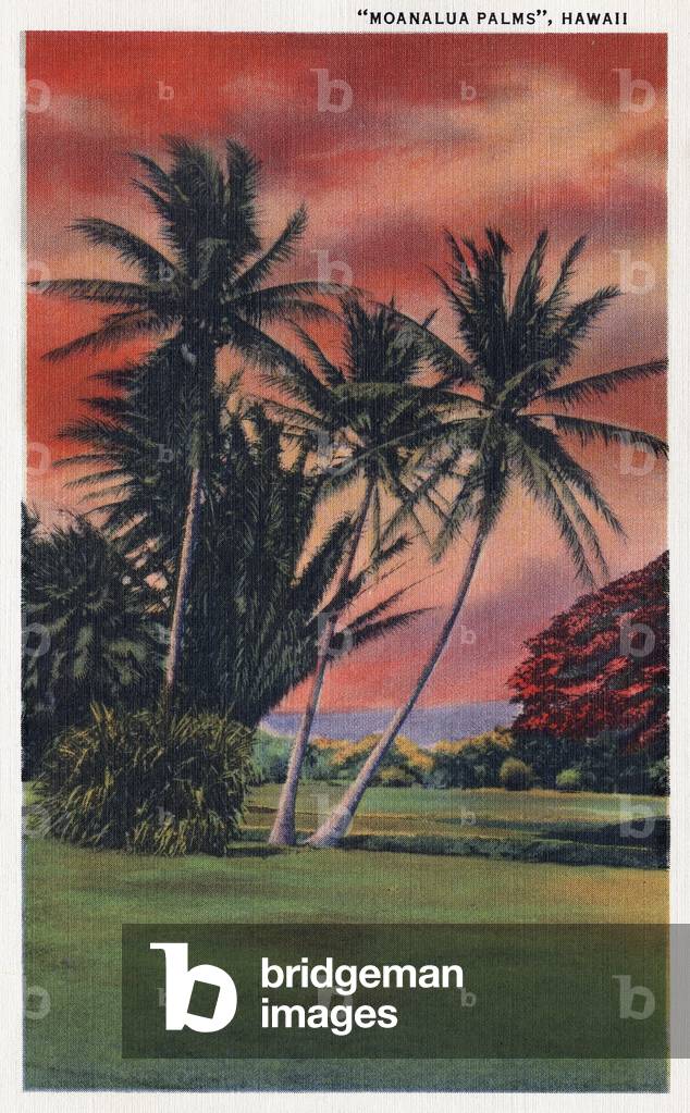 Honolulu Palm Trees