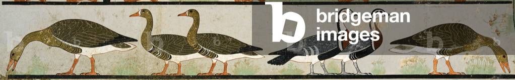 Image of The Meidum geese, from the Mastaba of Nofermaat, Old Kingdom ...