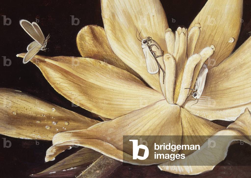 Image of Yucca Moth (Tegeticula yuccasella), Prodoxidae