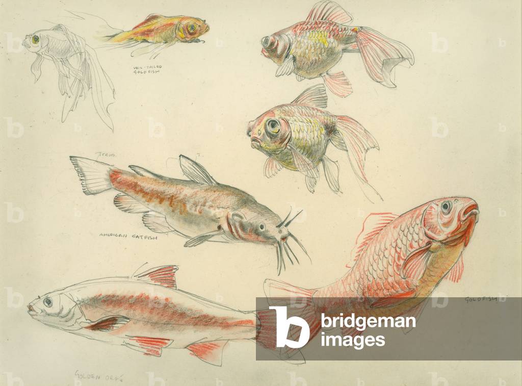 Dessins Au Crayon De Poissons Crayon De Couleur Dessin De Poisson Avec