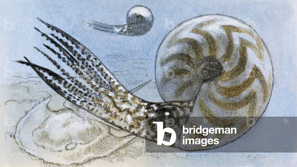 Image of Reconstruction of ammonite, subclass of Cephalopoda which went ...