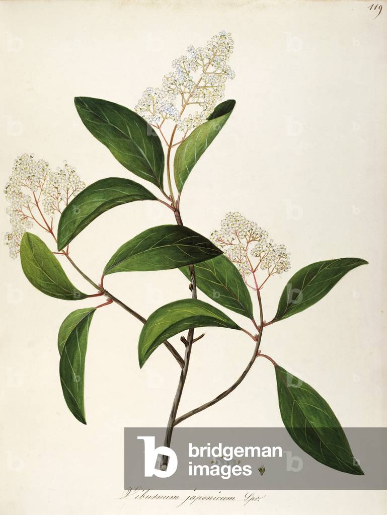 Caprifoliaceae, Wayfaring Tree (Viburnum japonicum Spreng), Shrub with ...