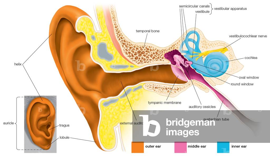 Image of Structure of the human ear.