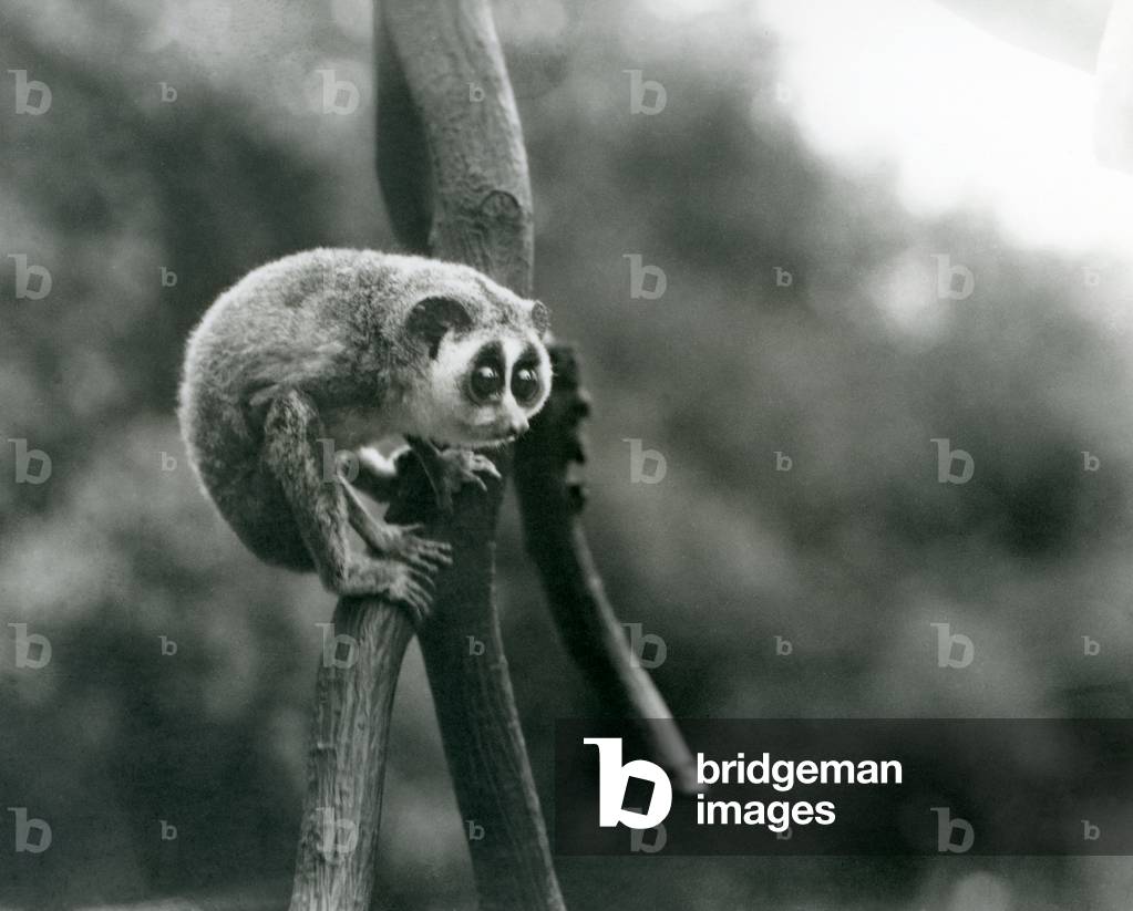Image of A Slender Loris looking down from on a branch, London by Bond ...