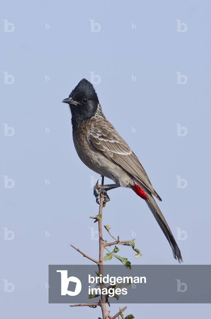 Image of Red-vented bulbul (Pycnonotus cafer), Aravalli Range ...