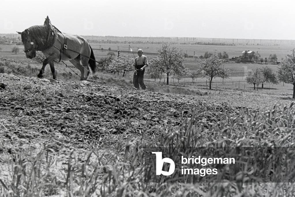 Image of A rhenish farmer working, Germany 1930s (b/w photo)