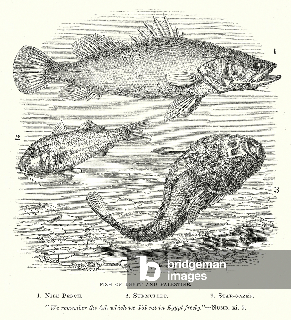 Image of Fish of Egypt and Palestine (engraving) by English School ...