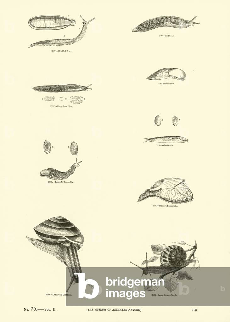 Image of Page from The Pictorial Museum of Animated Nature (engraving ...