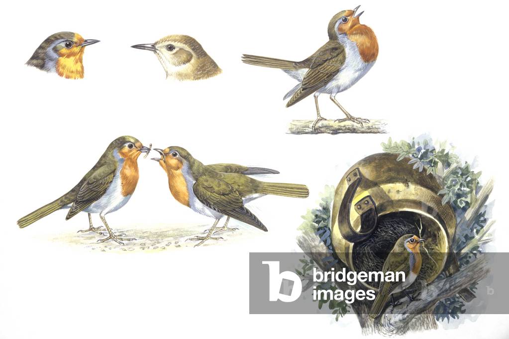 Image of Birds: Passeriformes, heads of European Robins (Erithacus ...