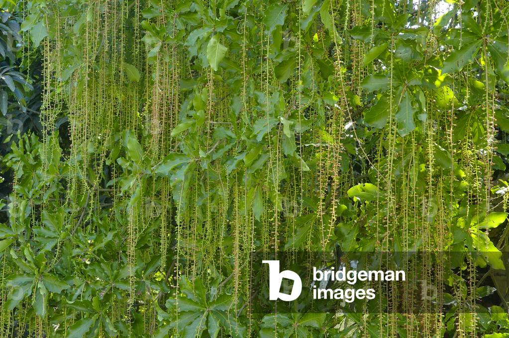 Image of Hijal or Indian Oak tree with flowers. Sonargaon, Narayanganj ...