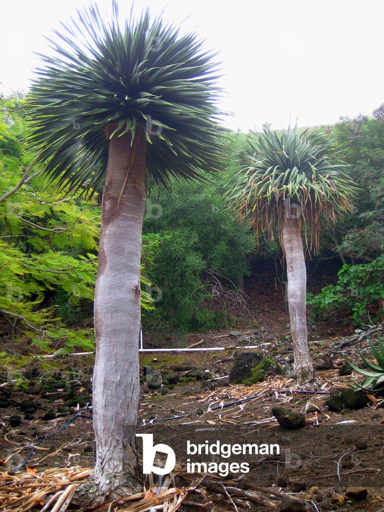 Image of USA: Dracaena cinnabari (Dragon's Blood Tree of Socotra / Suqutra