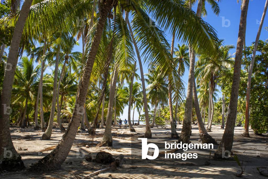 Image of Island of Taha'a, French Polynesia, Motu Mahana palm trees at