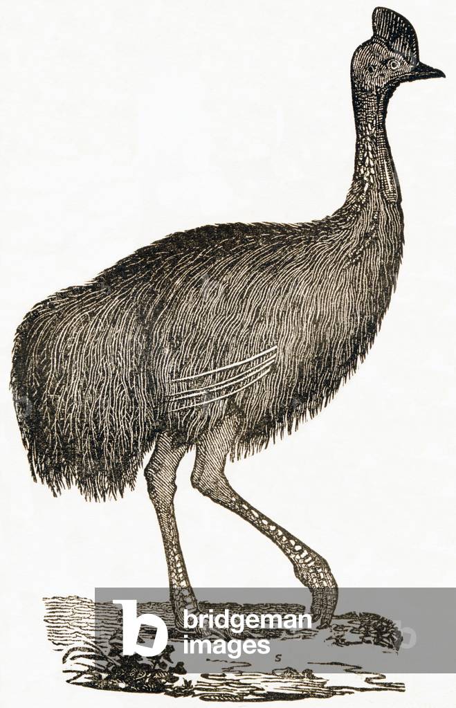 Image of The cassowary with a helmet, 1892 (engraving)